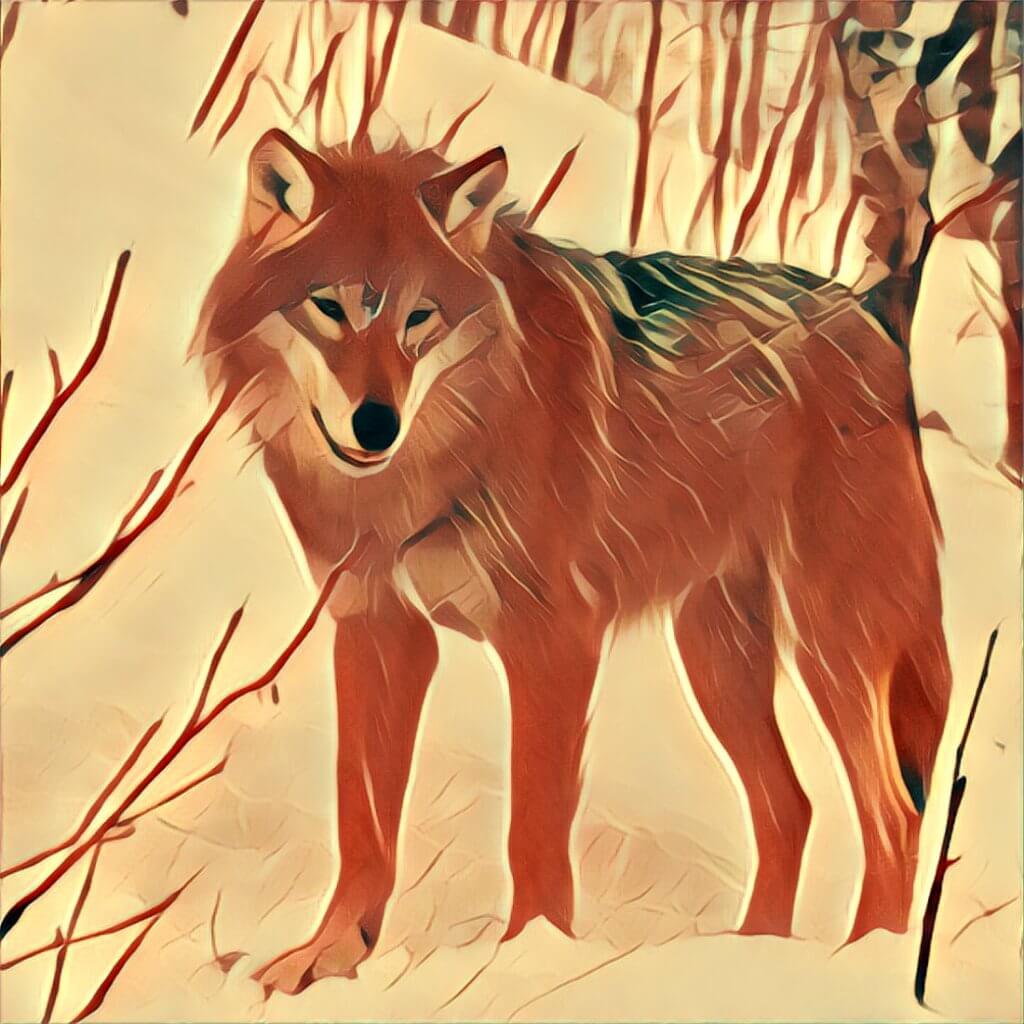 Wolf | Traumsymbol mit Video - Traum-Deutung