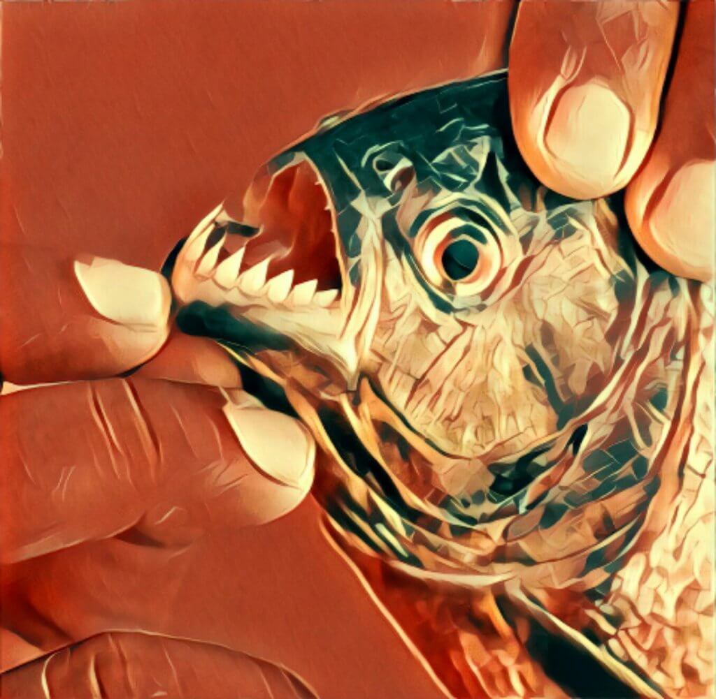 Tierbiss - Traum-Deutung