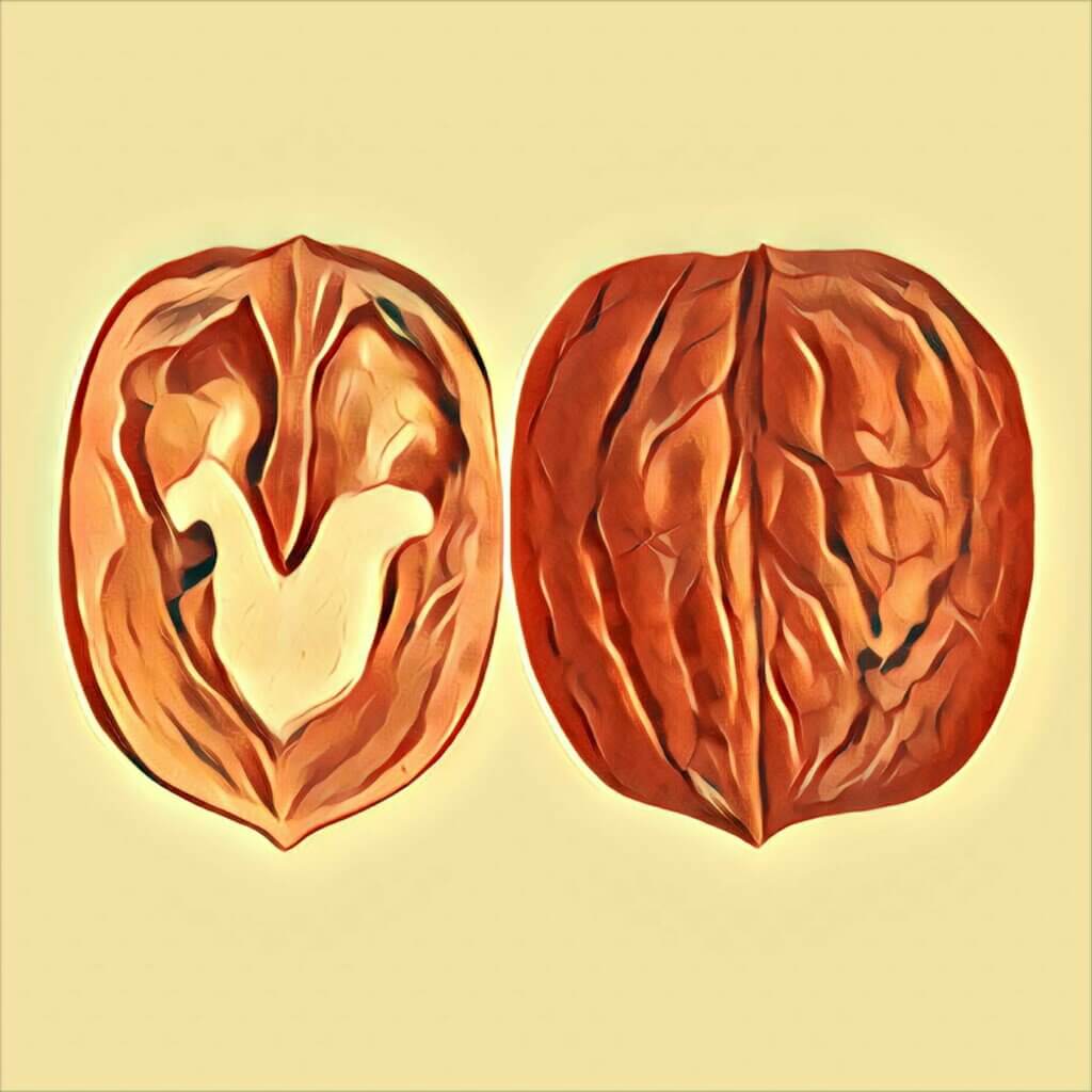 Nuss - Traum-Deutung